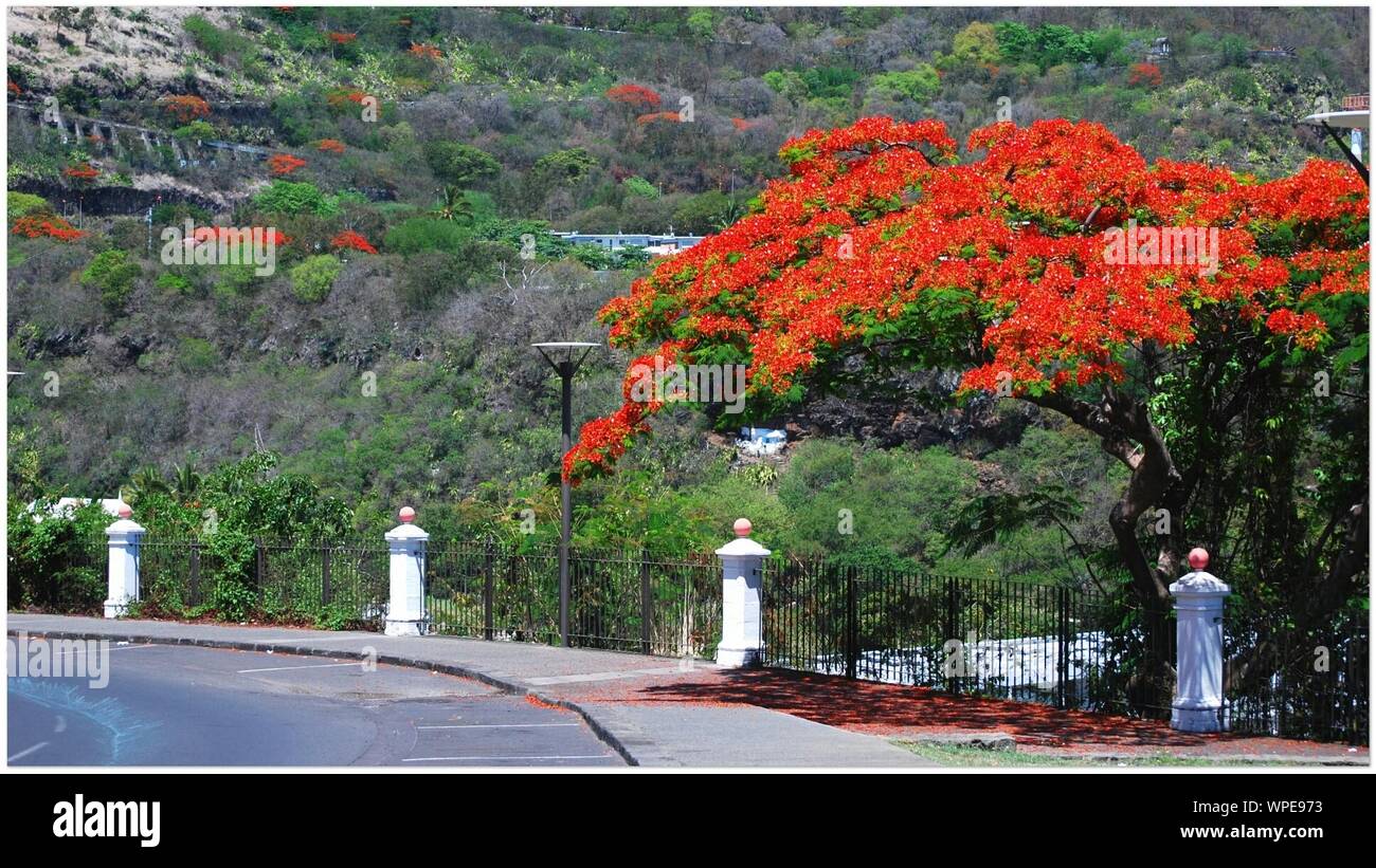 Roadside tree hi-res stock photography and images - Alamy