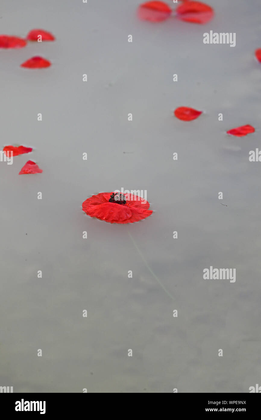 poppies Latin papaver rhoeas floating in the sea a remembrance flower ...