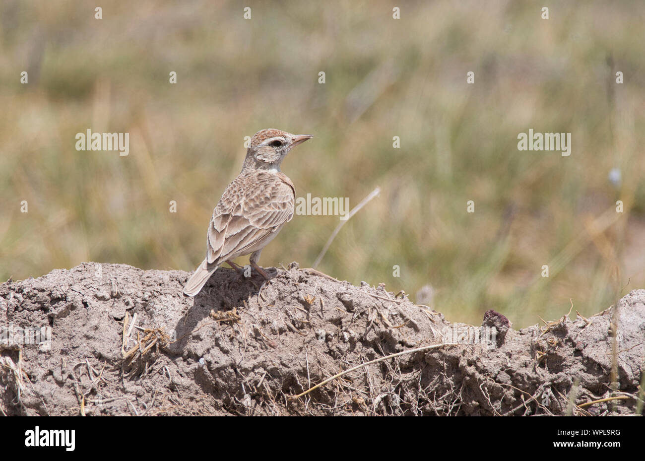 Red-capped lark (Calandrella cinerea Stock Photo - Alamy