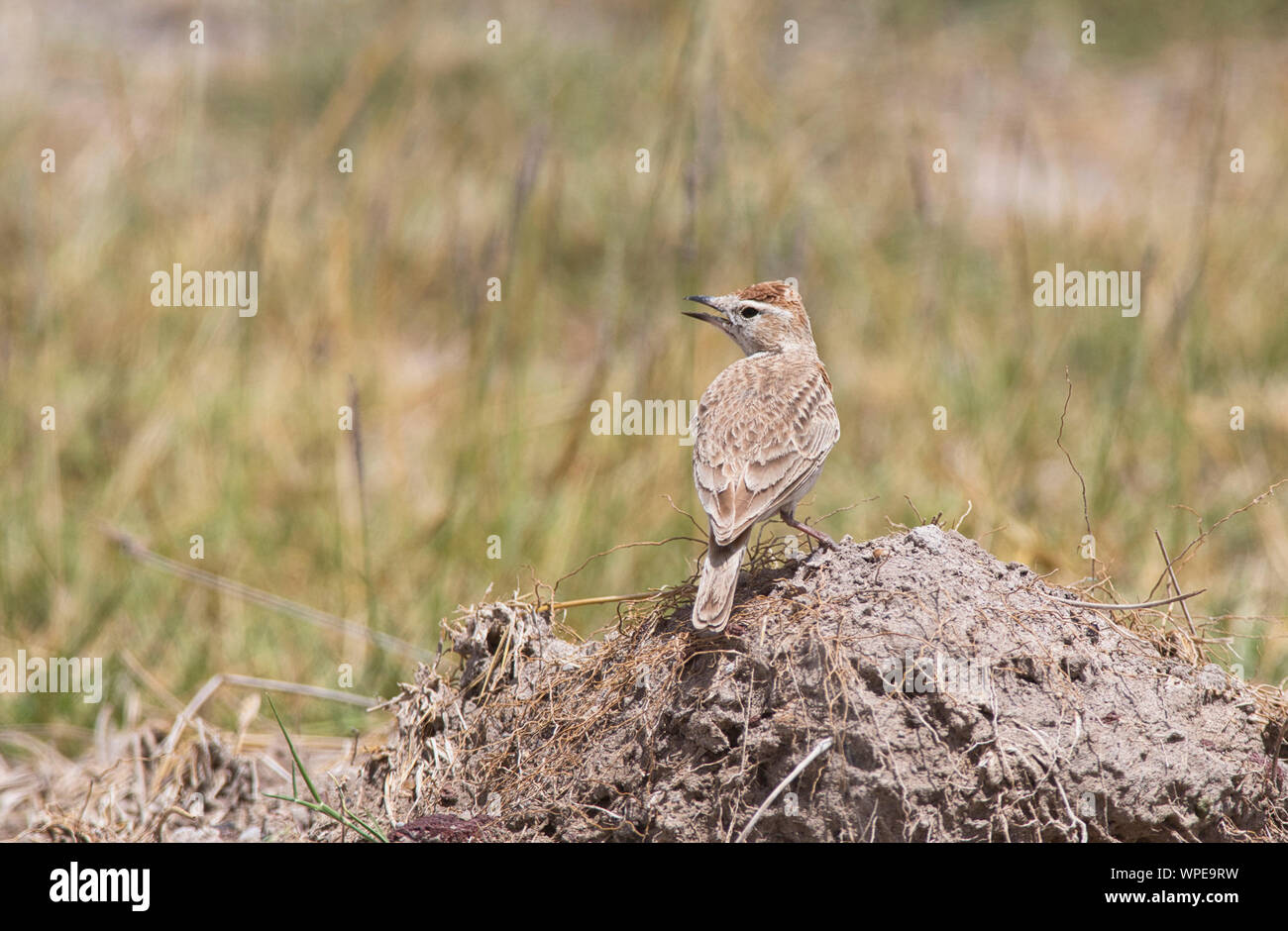 Red-capped lark (Calandrella cinerea Stock Photo - Alamy
