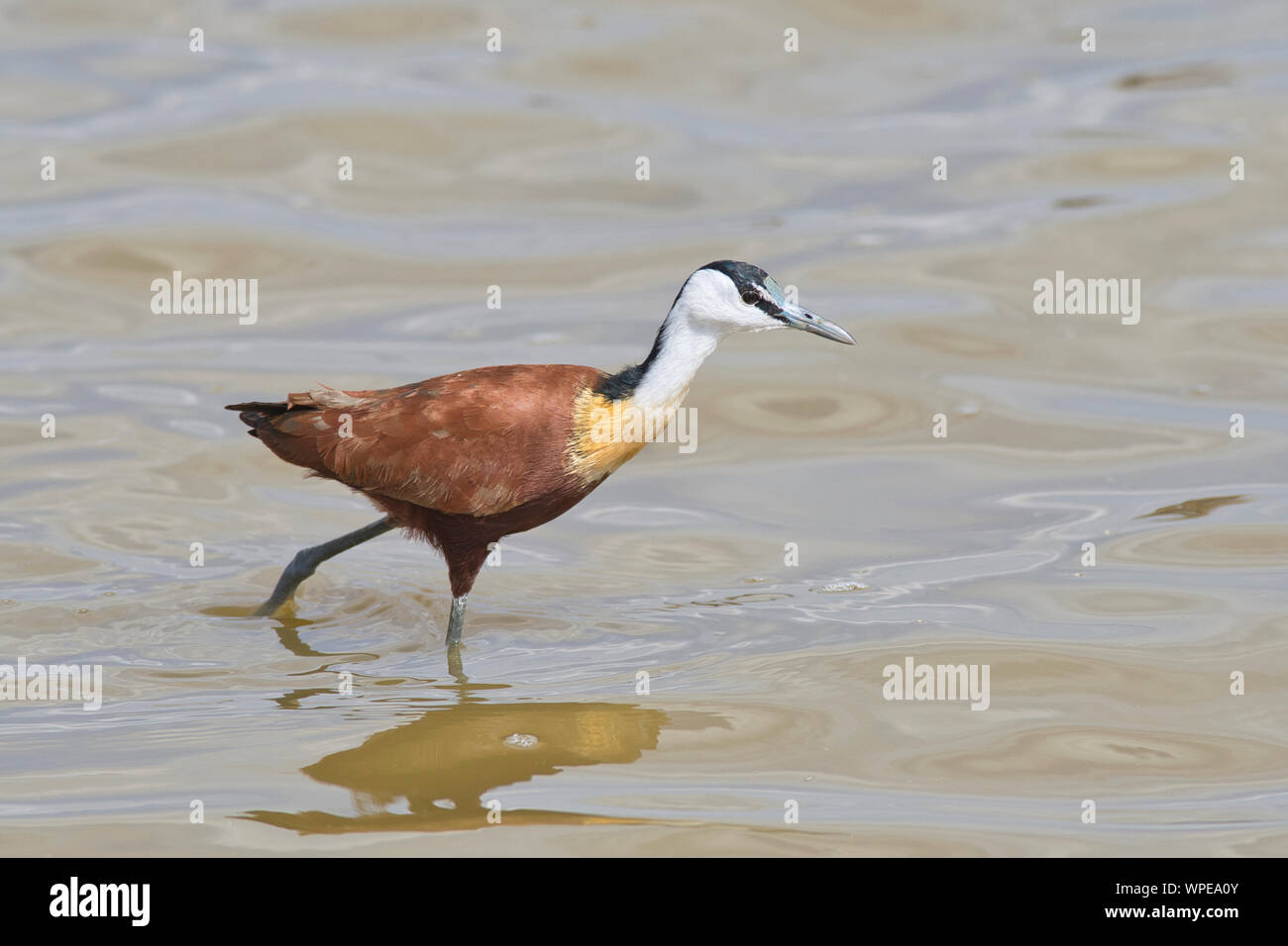 Jacana lily trotter hi-res stock photography and images - Alamy