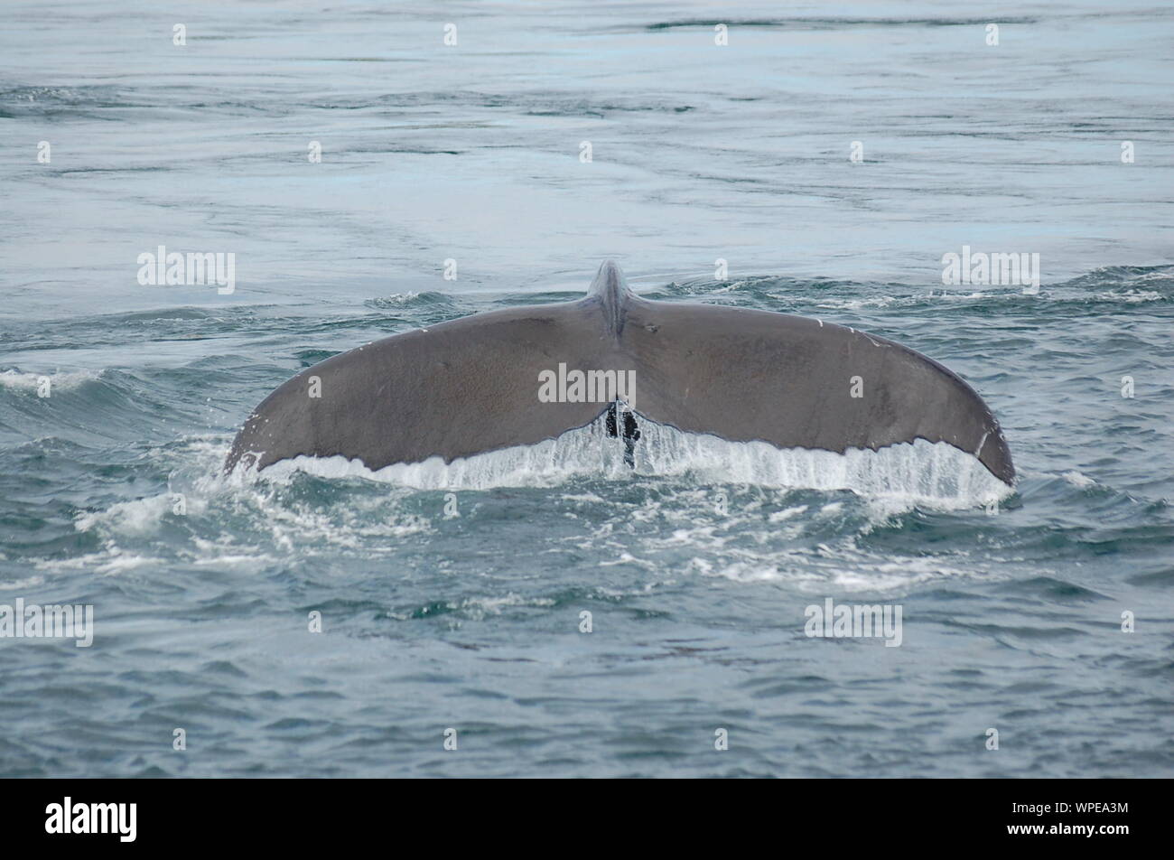Fish tail swimming hi-res stock photography and images - Alamy