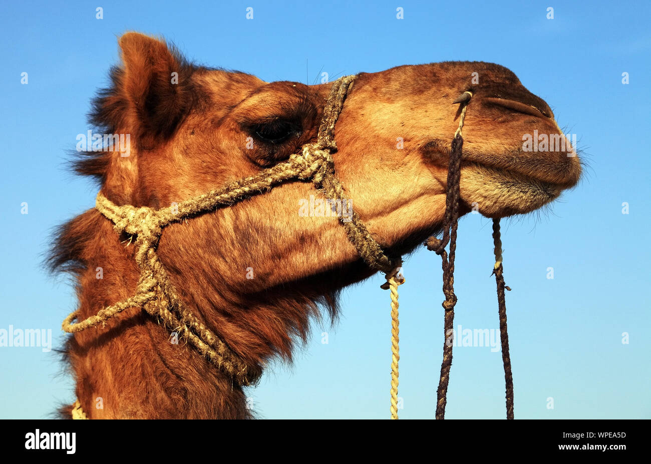 Close up camel hi-res stock photography and images - Alamy