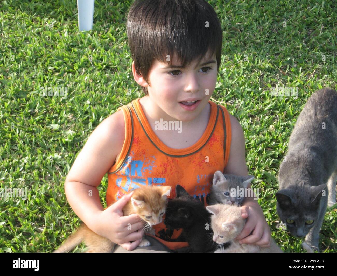 Child boy holding cat kitten hi-res stock photography and images - Alamy