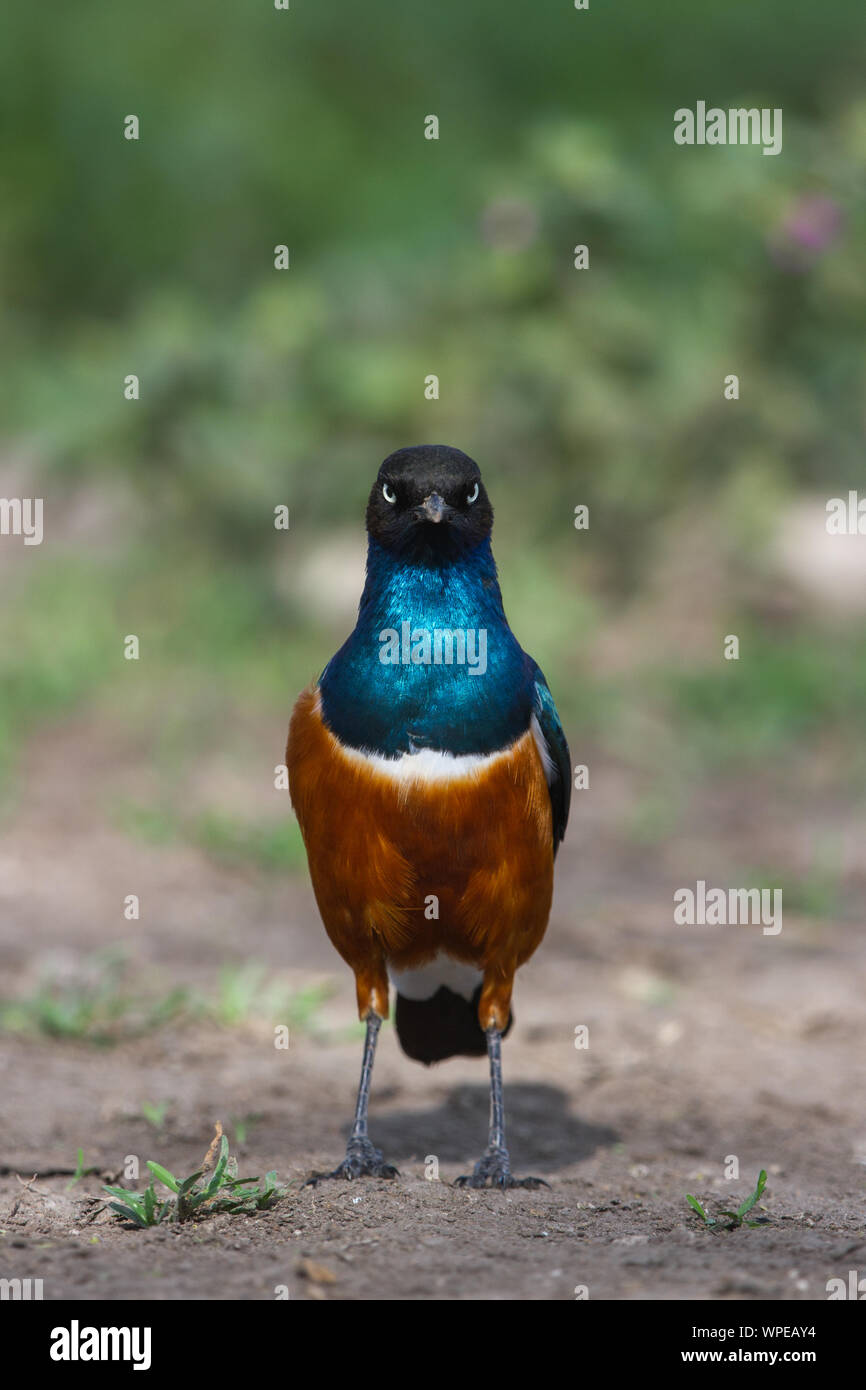 Shiny blue starling hi-res stock photography and images - Alamy