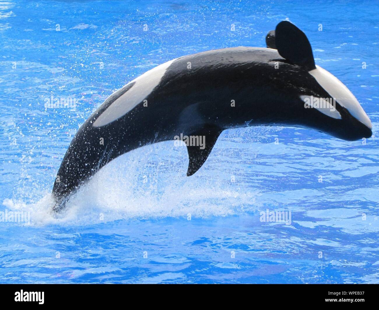 Tank killer hi-res stock photography and images - Alamy