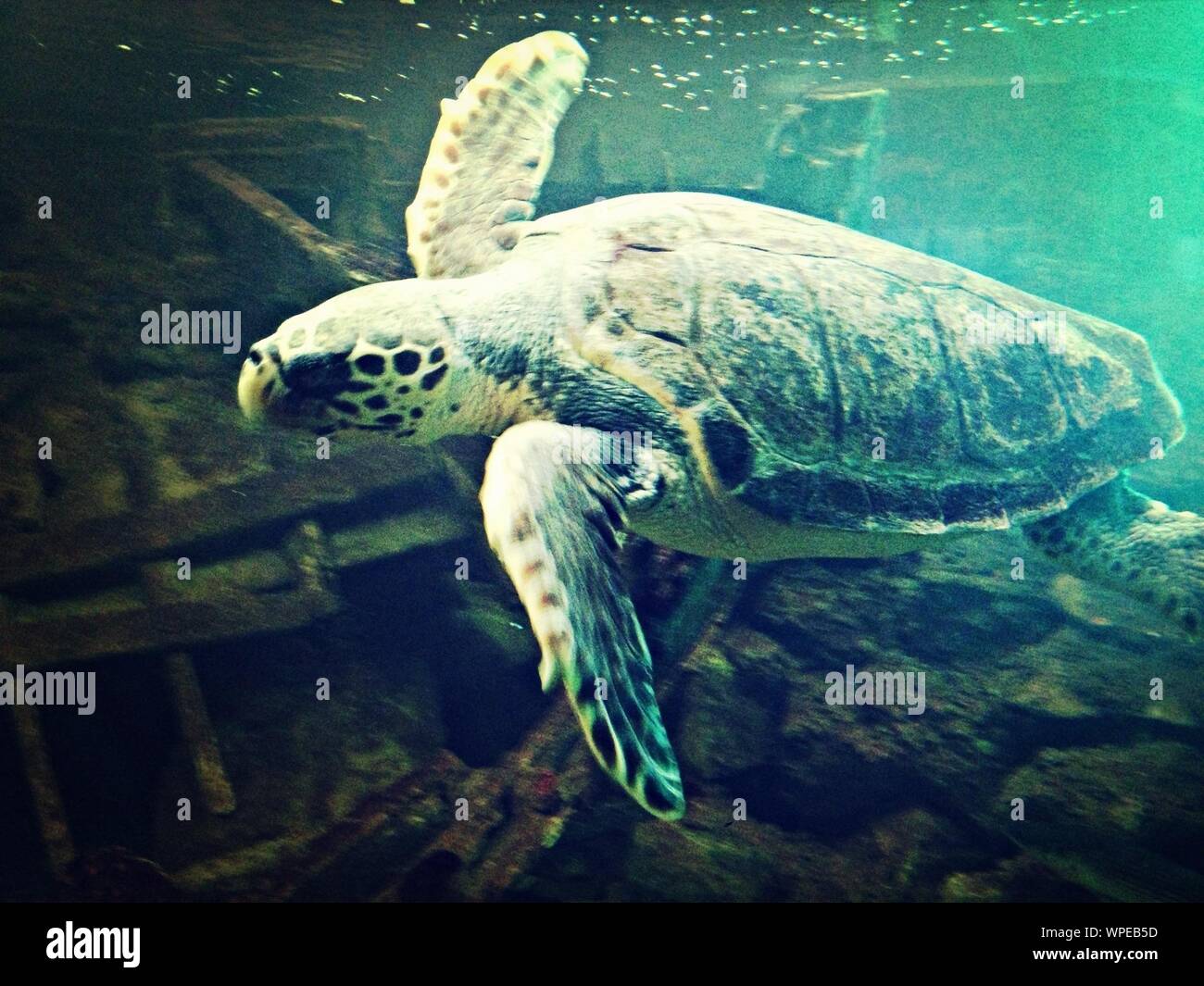 Adult sea turtle hi-res stock photography and images - Alamy
