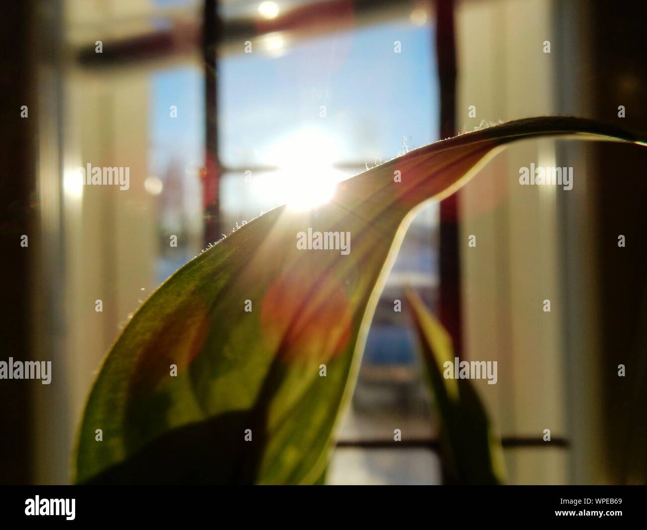 Sunlight Falling On Potted Plant Leaf In House Stock Photo - Alamy