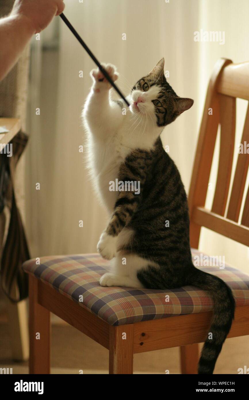 Cat with stick hi-res stock photography and images - Alamy