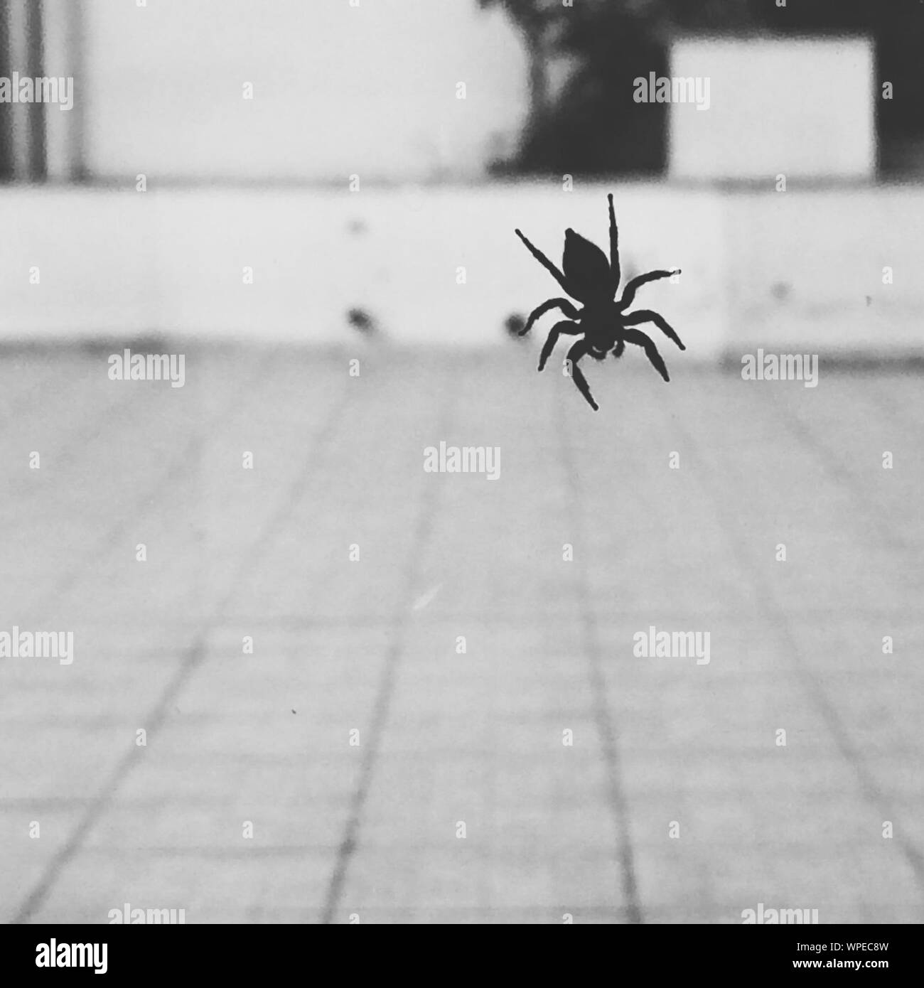Spider on glass hi-res stock photography and images - Alamy
