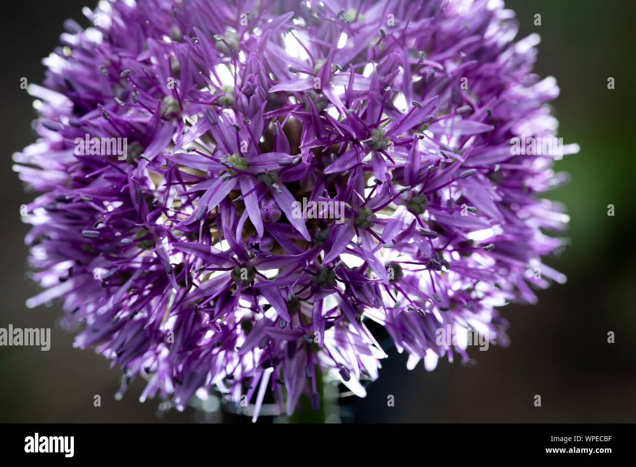 Purple flower with sunbeams Stock Photo - Alamy