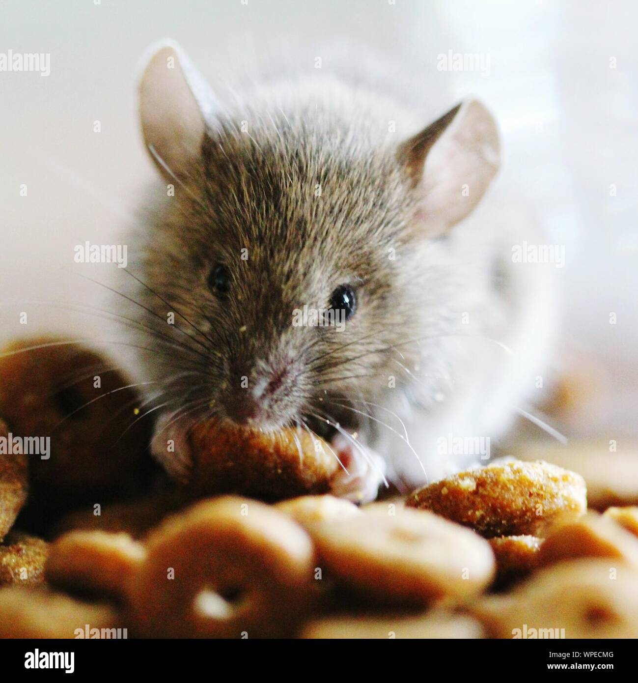 Mouse eating hi-res stock photography and images - Alamy