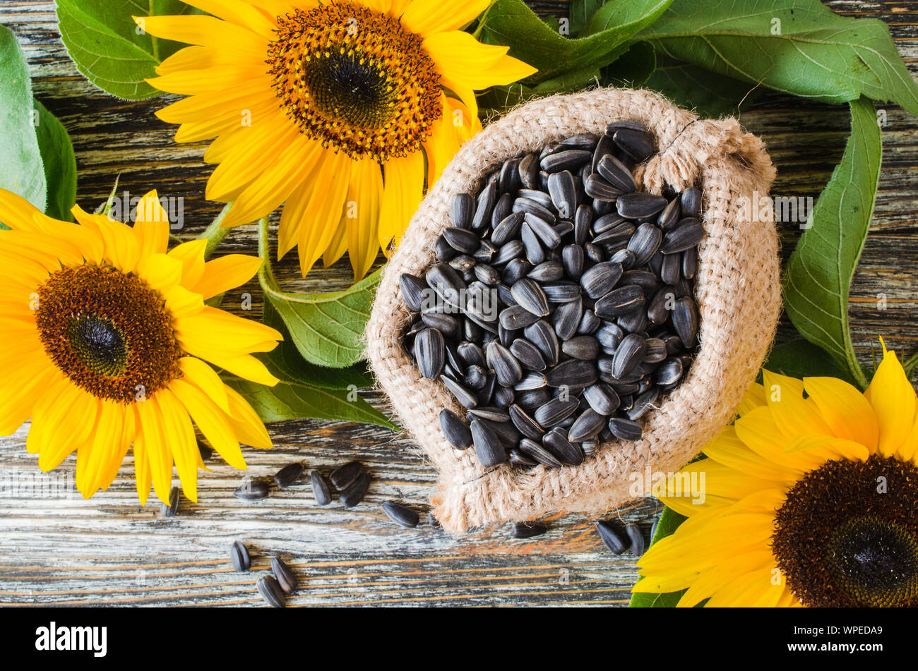 Raw sunflower seeds in burlap bag on a wooden table against the ...