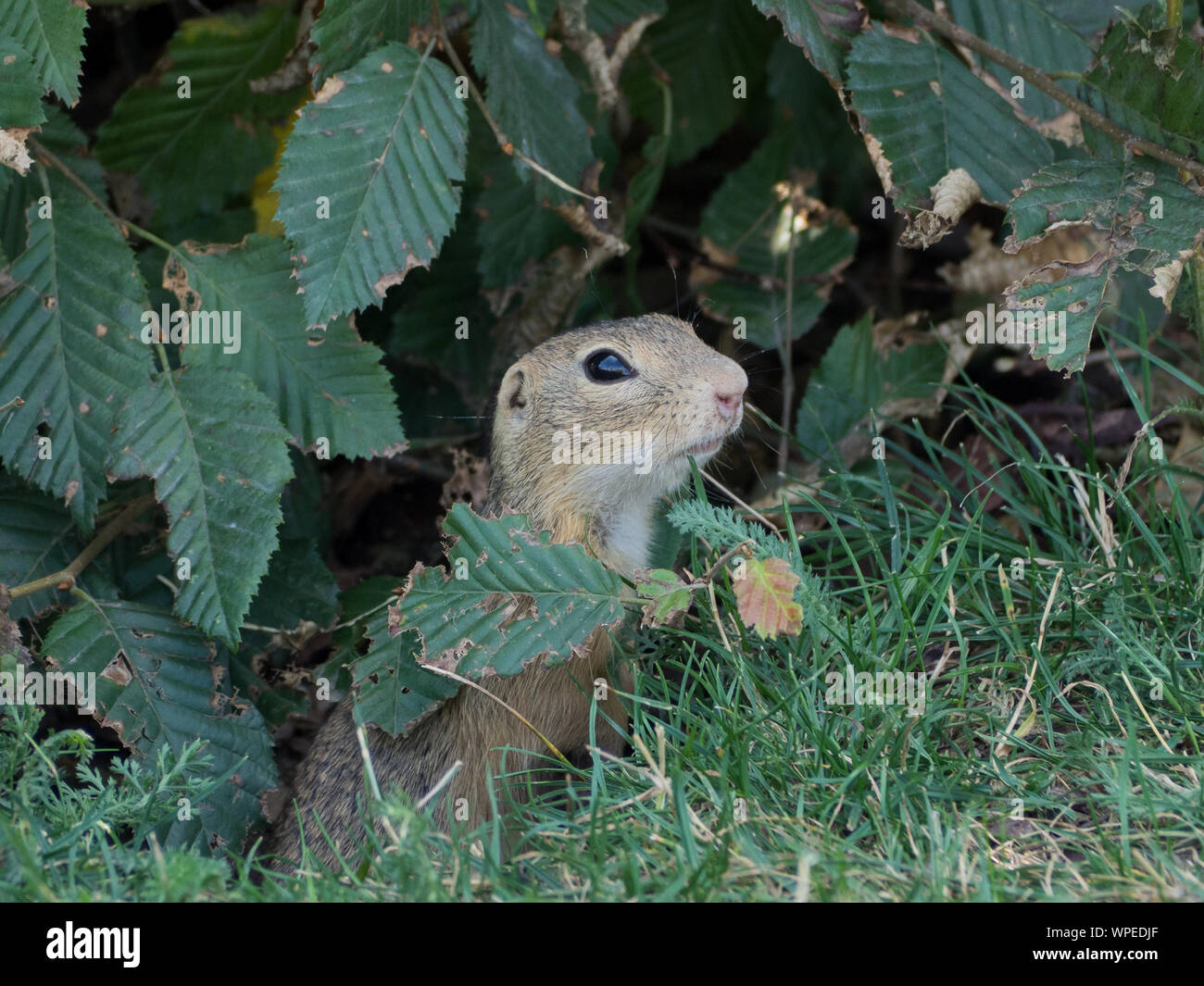 Small european rodent hi-res stock photography and images - Alamy