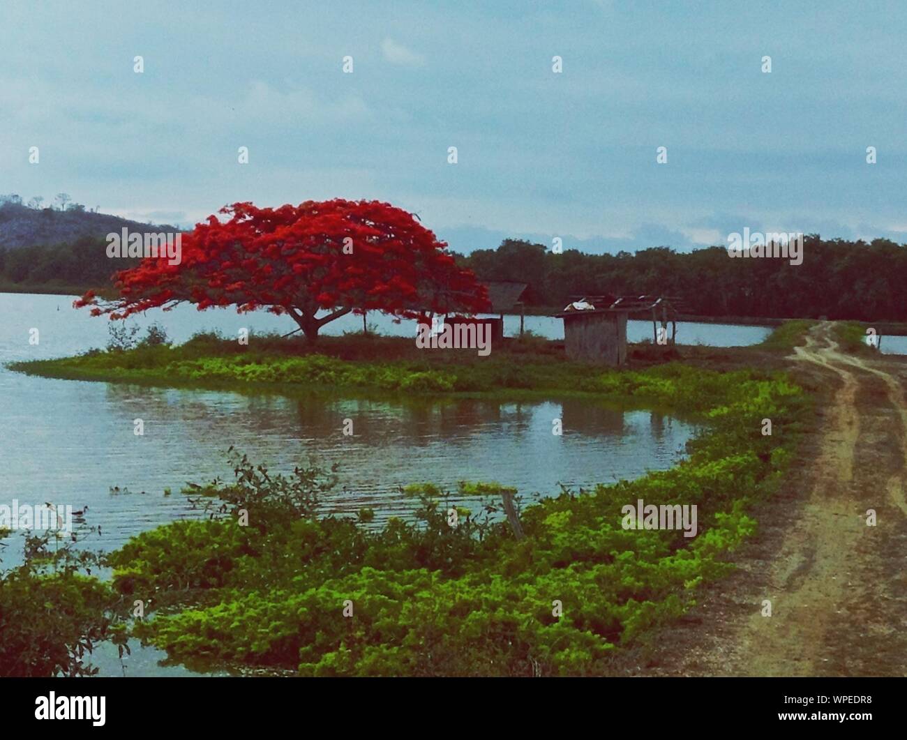 Dam tree hi-res stock photography and images - Alamy