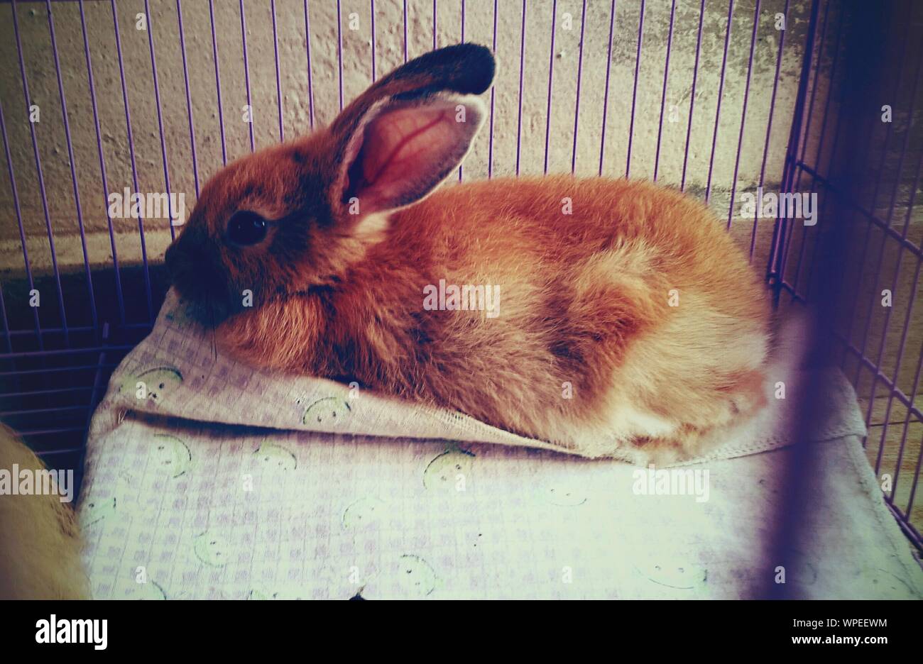 Trapped rabbit hi-res stock photography and images - Alamy