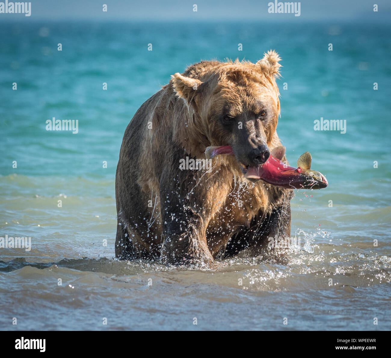 Bear mouth hi-res stock photography and images - Alamy