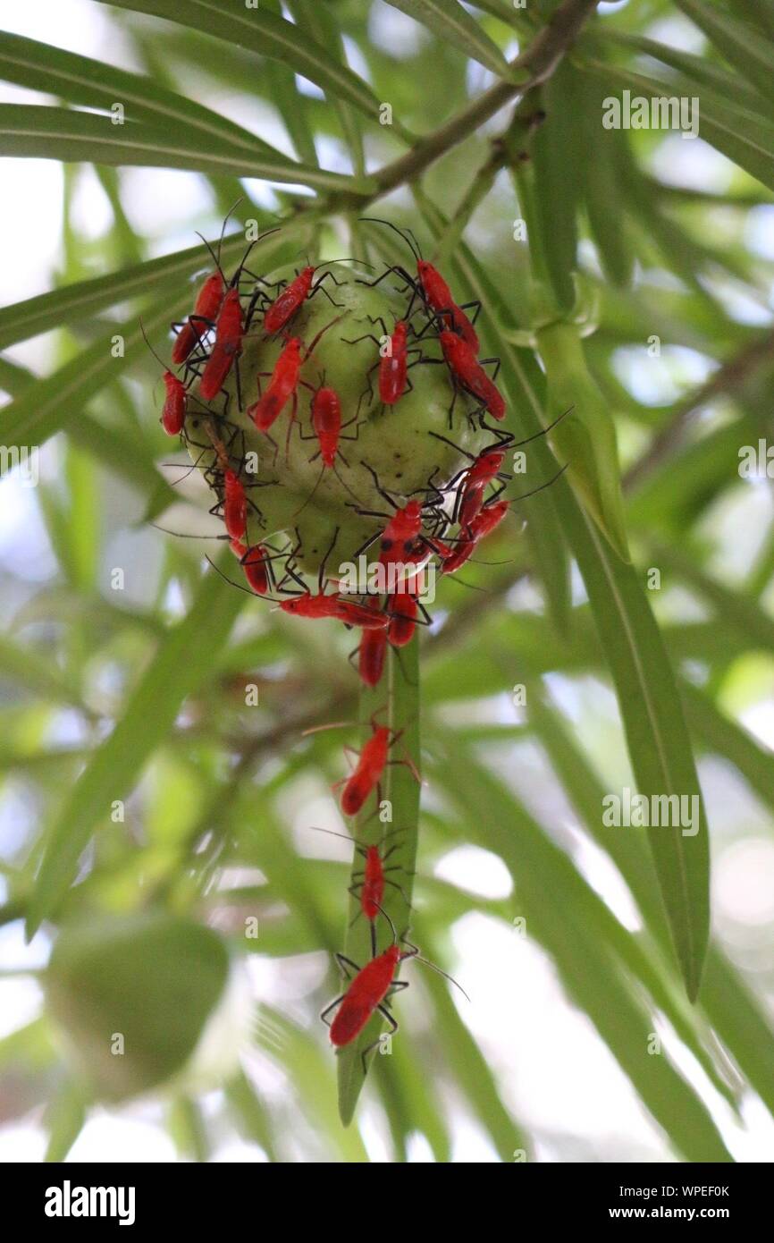 Insects in the fruit hi-res stock photography and images - Alamy