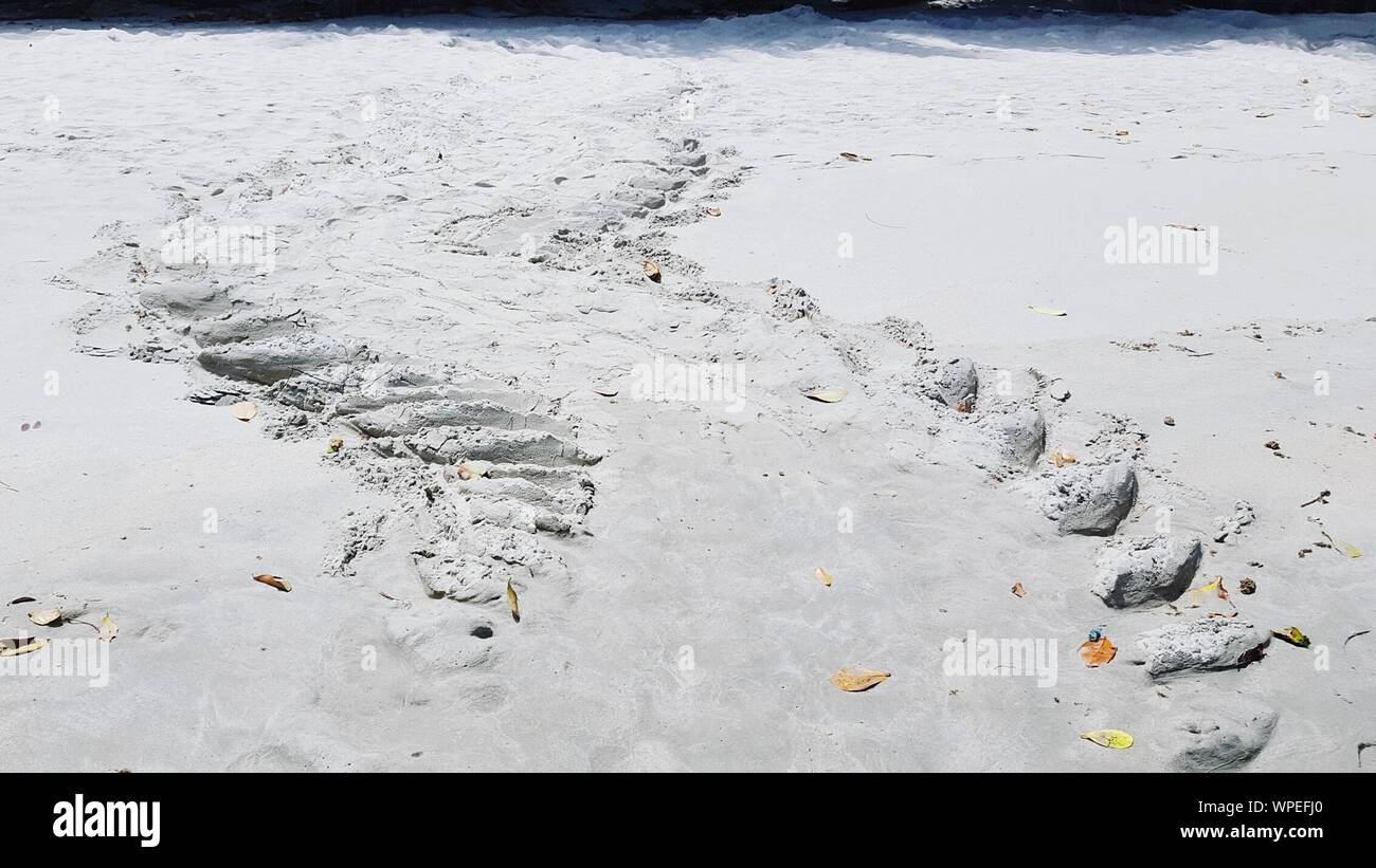 Turtle Tracks High Resolution Stock Photography and Images - Alamy