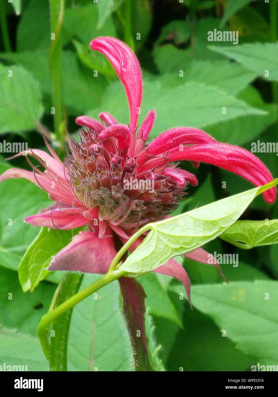 Red bergamot hi-res stock photography and images - Alamy