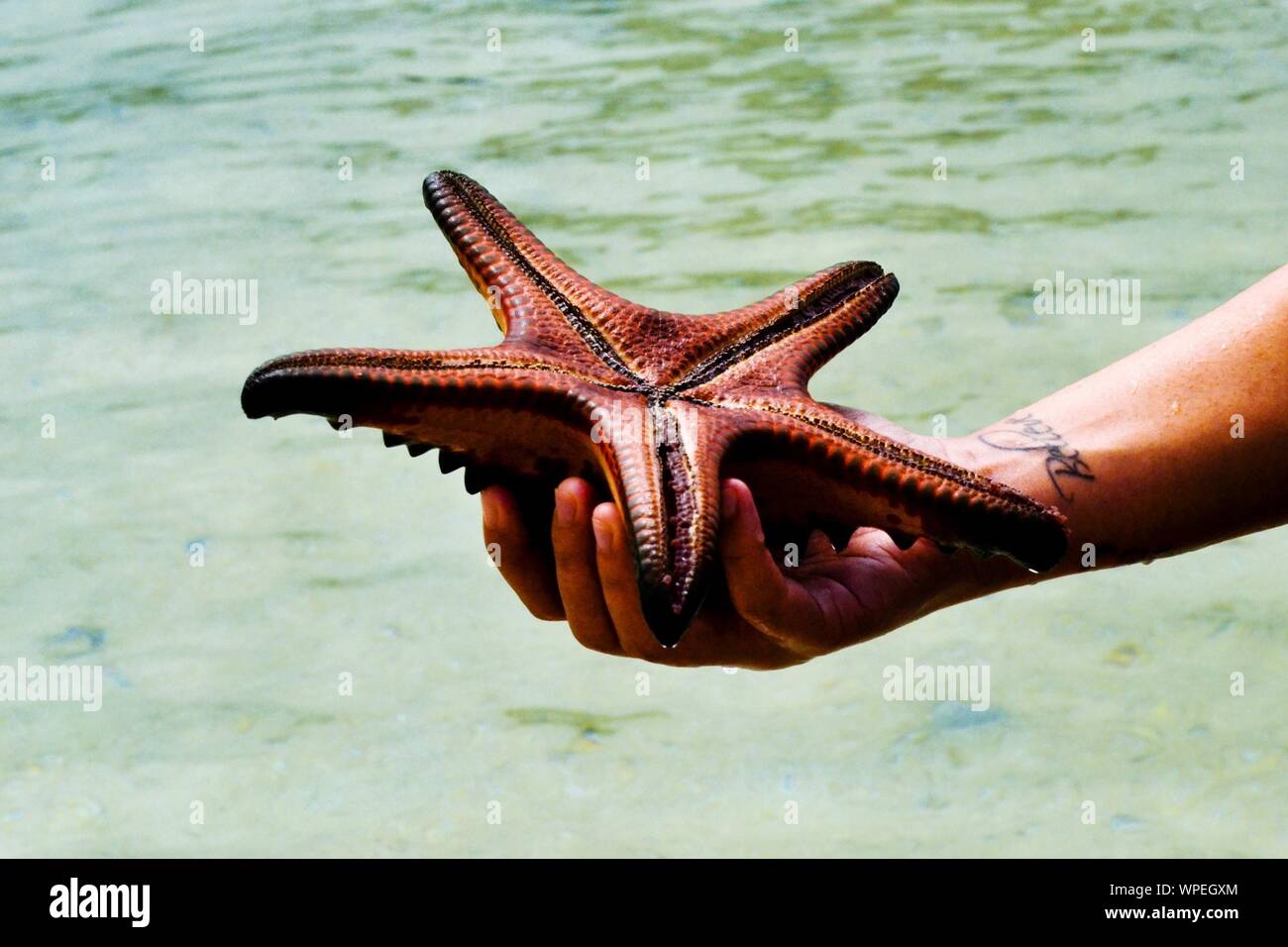 Real starfish hi-res stock photography and images - Alamy