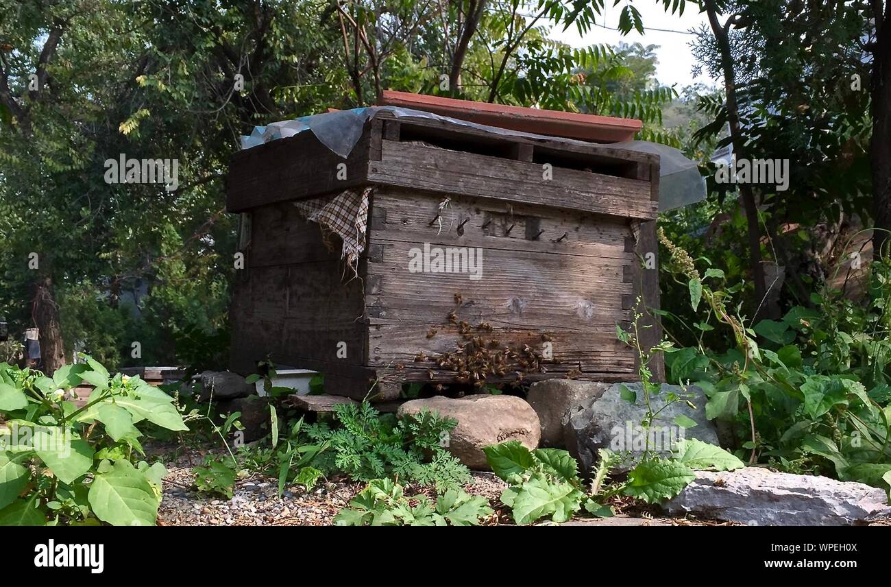 Beehive forest hi-res stock photography and images - Alamy