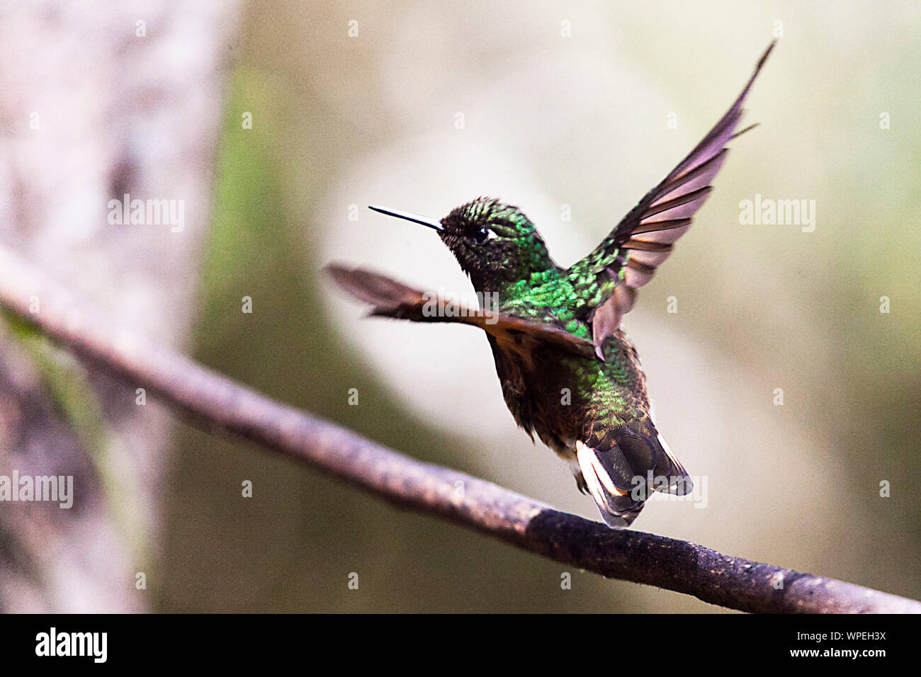 Hummingbird wings hi-res stock photography and images - Alamy