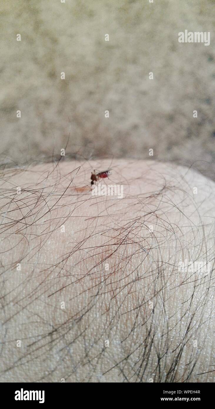 Bloodsucking insect hi-res stock photography and images - Alamy