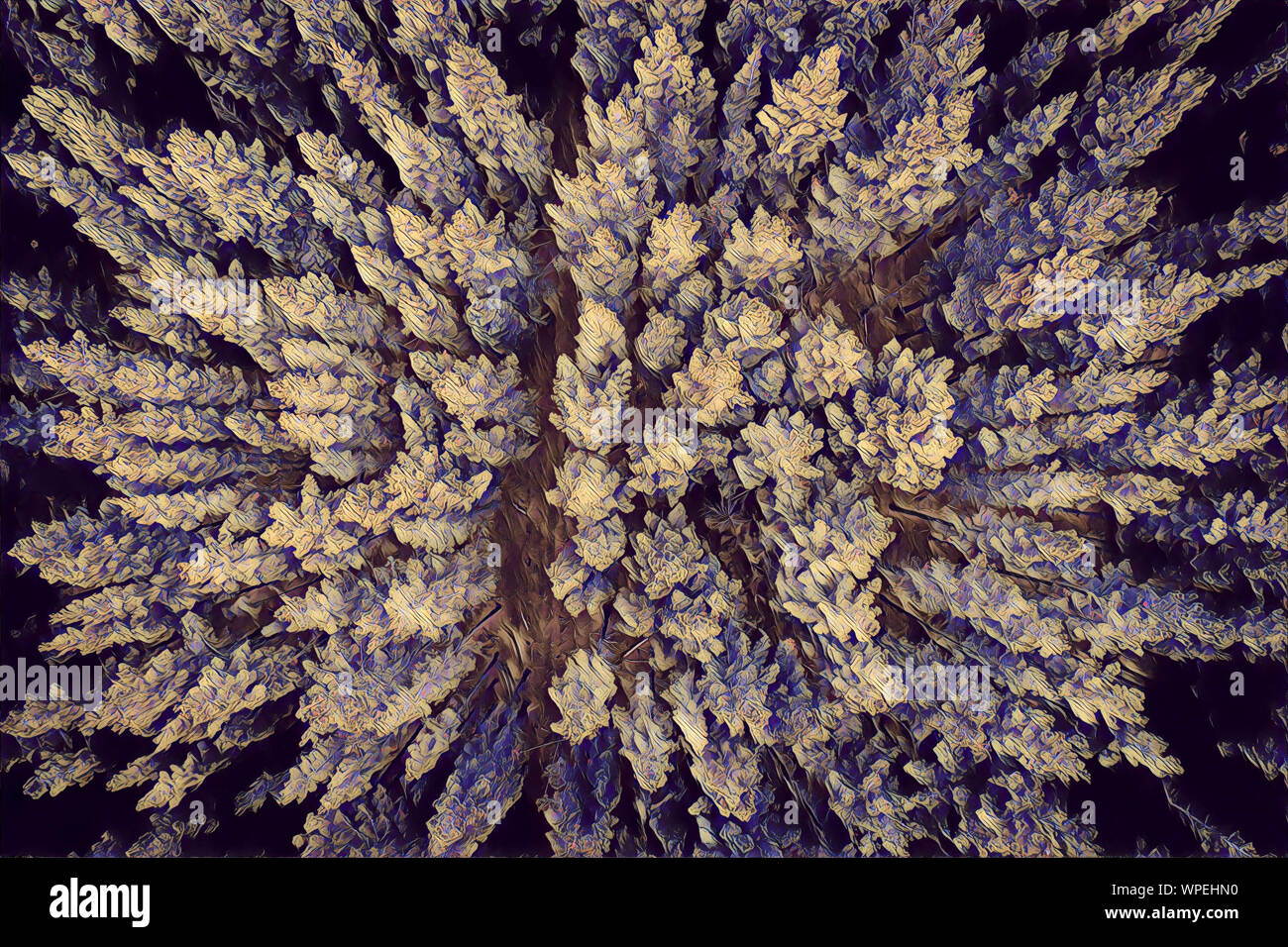 Top down view of tree tops in a forest digital artwork Stock Photo - Alamy