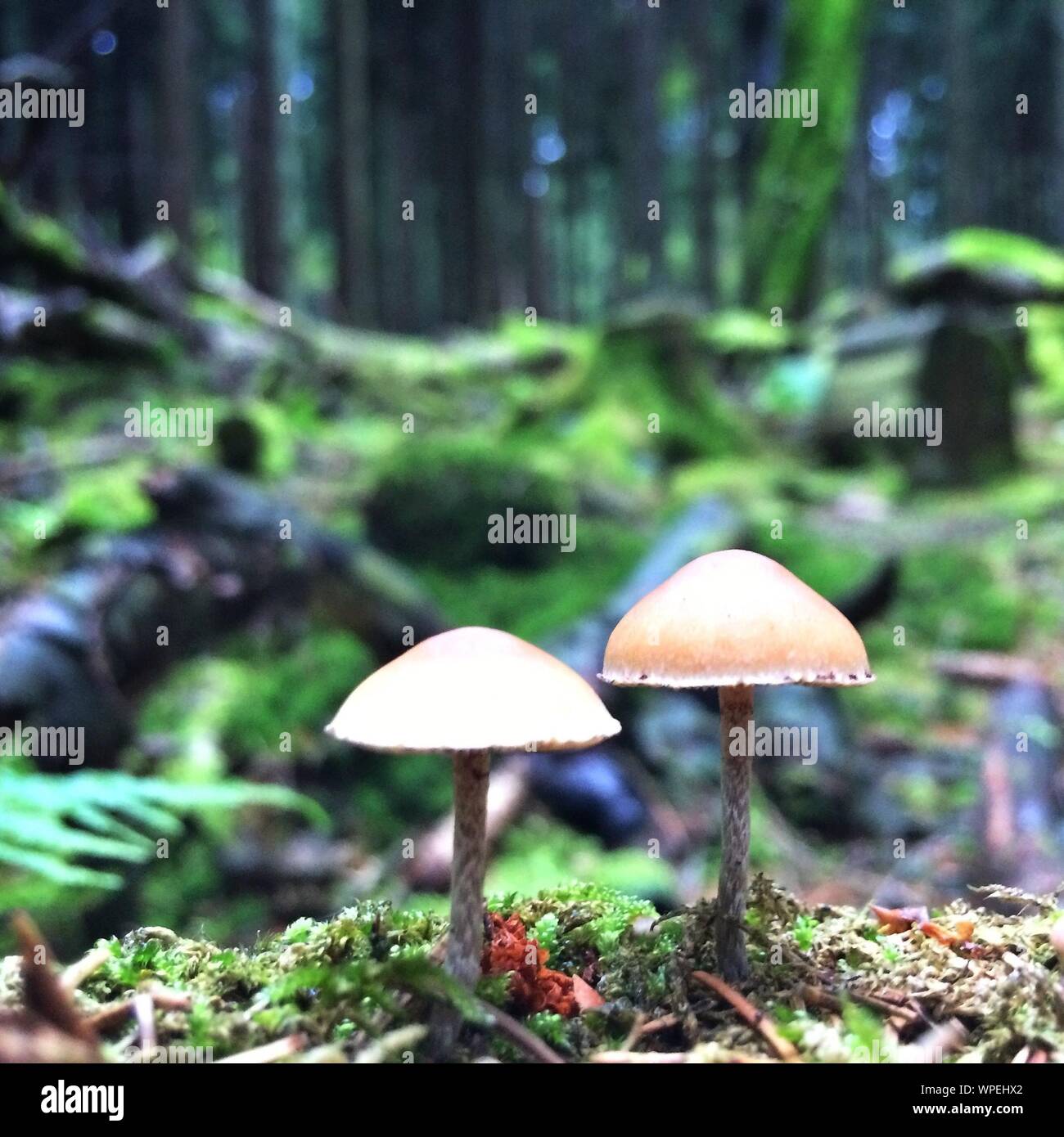Toadstools forest hi-res stock photography and images - Alamy