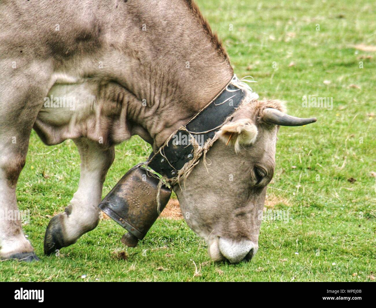 Grassland cow hi-res stock photography and images - Alamy