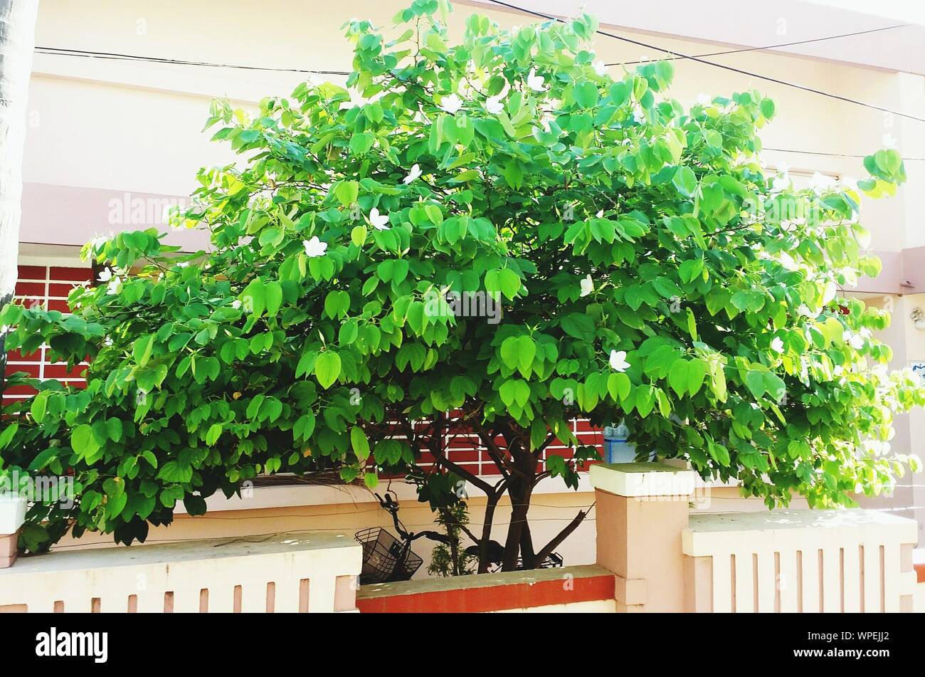 Growing by the wall hi-res stock photography and images - Alamy