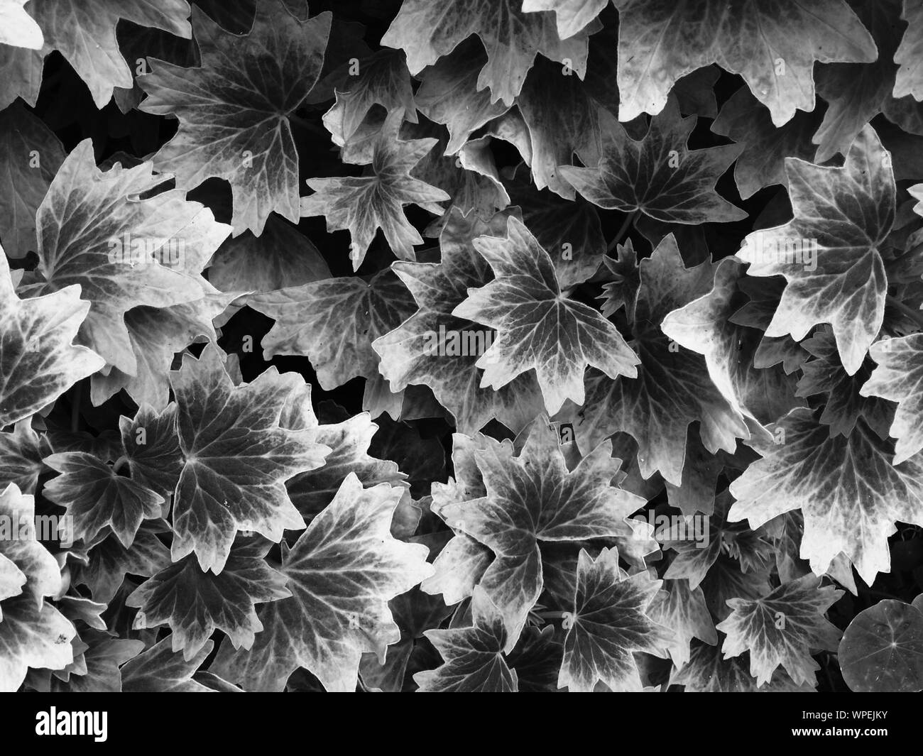 Cluster leaves hi-res stock photography and images - Alamy