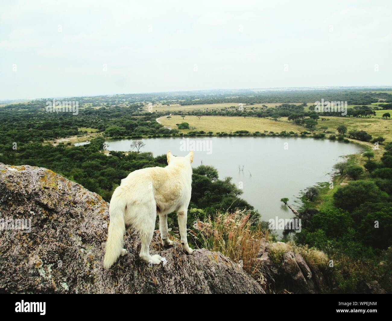 White wolf mountain hi-res stock photography and images - Alamy