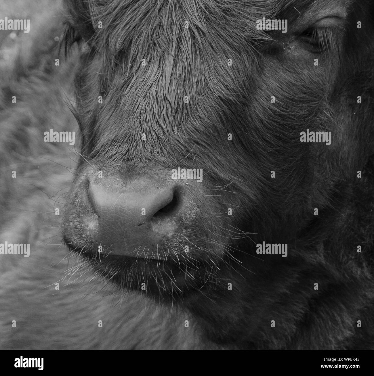 Calf hair Black and White Stock Photos & Images - Alamy