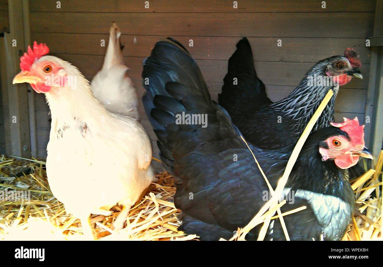 Coop for chickens hi-res stock photography and images - Alamy
