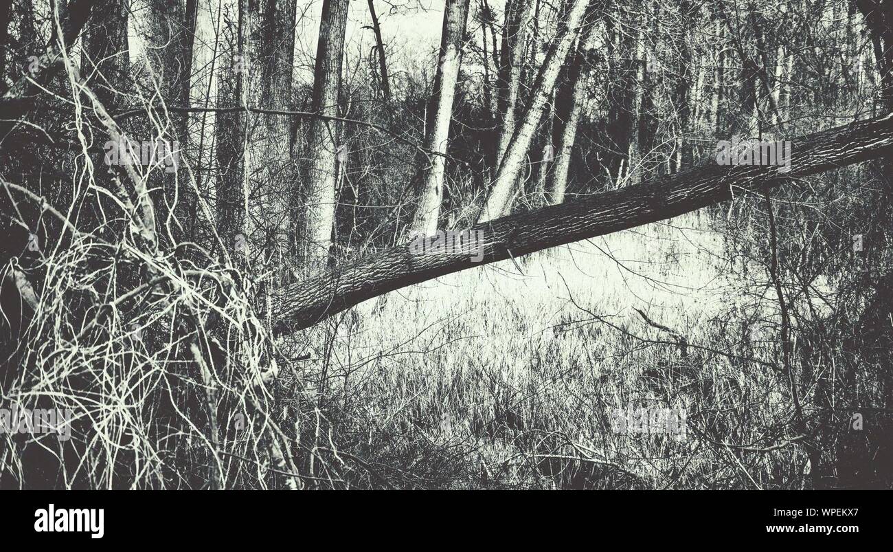 Fallen branch hi-res stock photography and images - Alamy