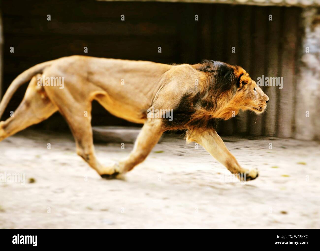 Lion Running High Resolution Stock Photography and Images - Alamy