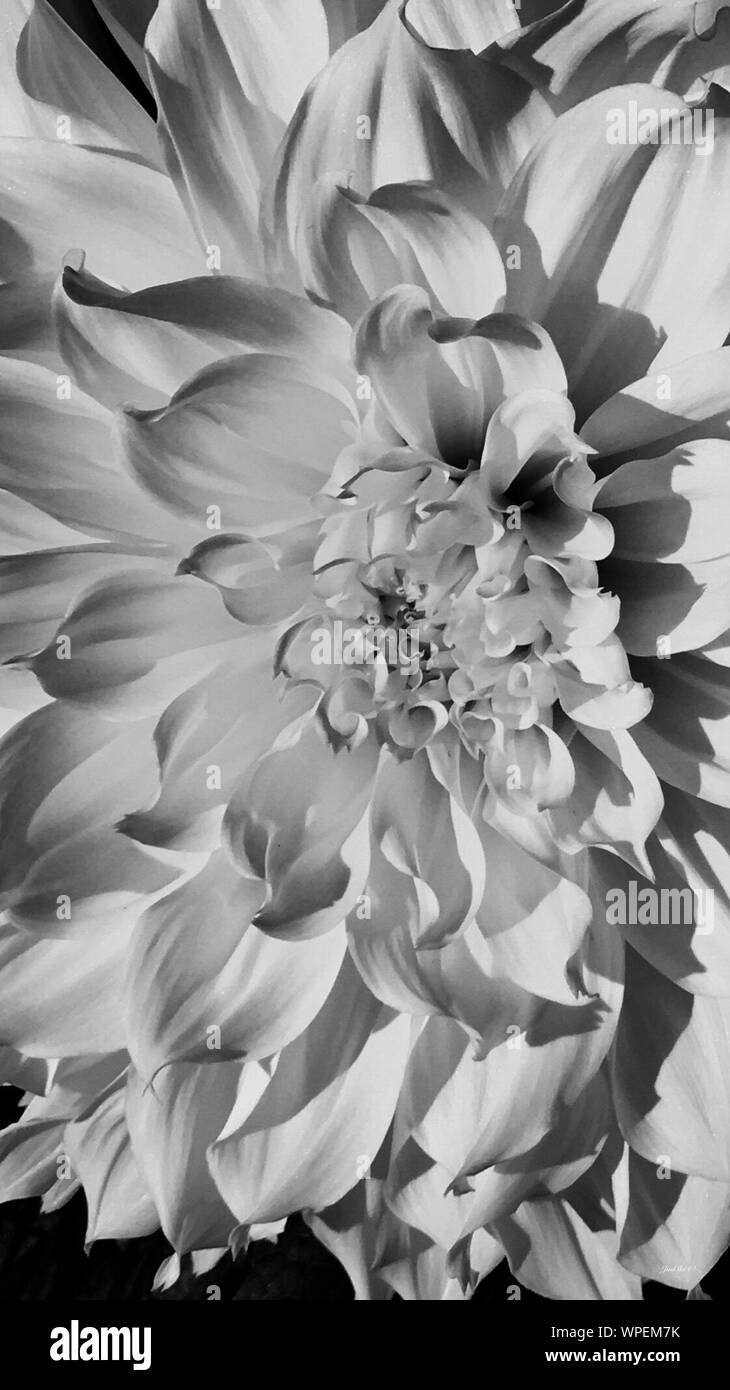 Extreme macro close up Black and White Stock Photos & Images - Alamy