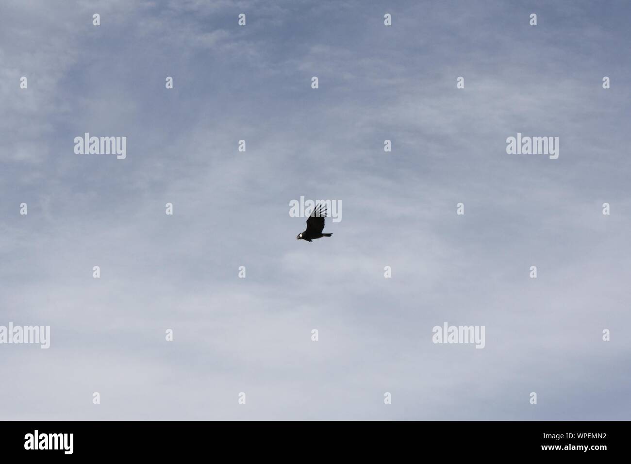 Flying too high hi-res stock photography and images - Alamy