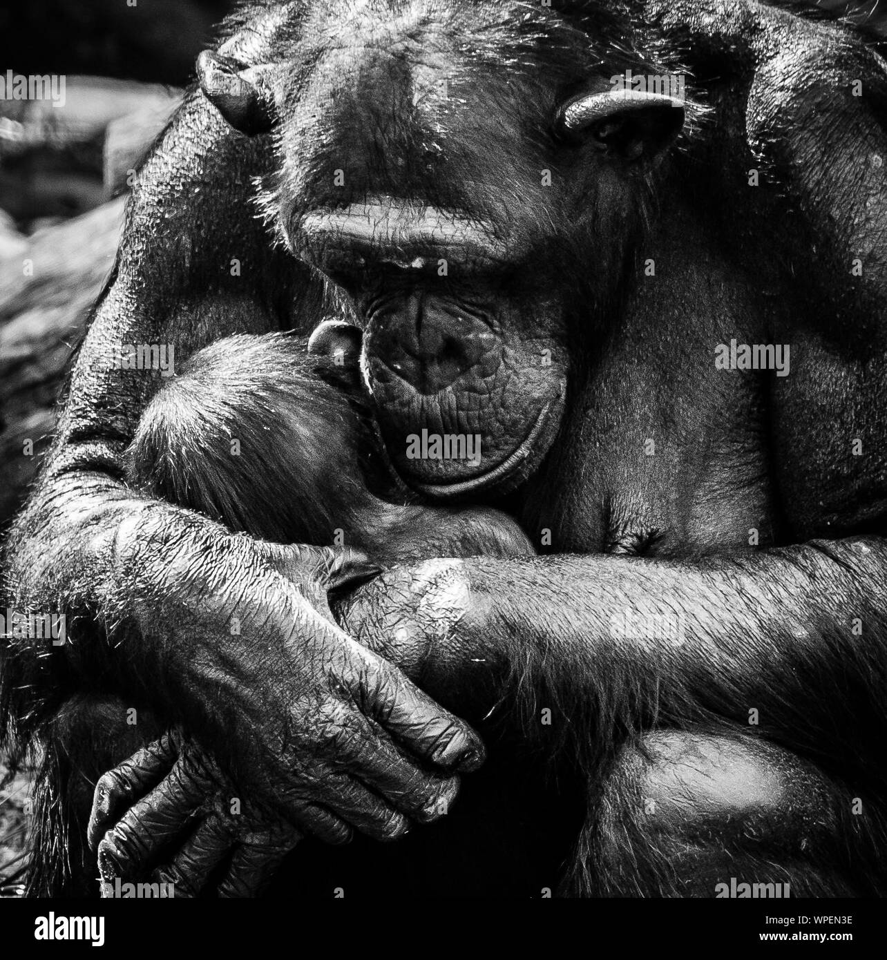 Animals hugging hi-res stock photography and images - Alamy