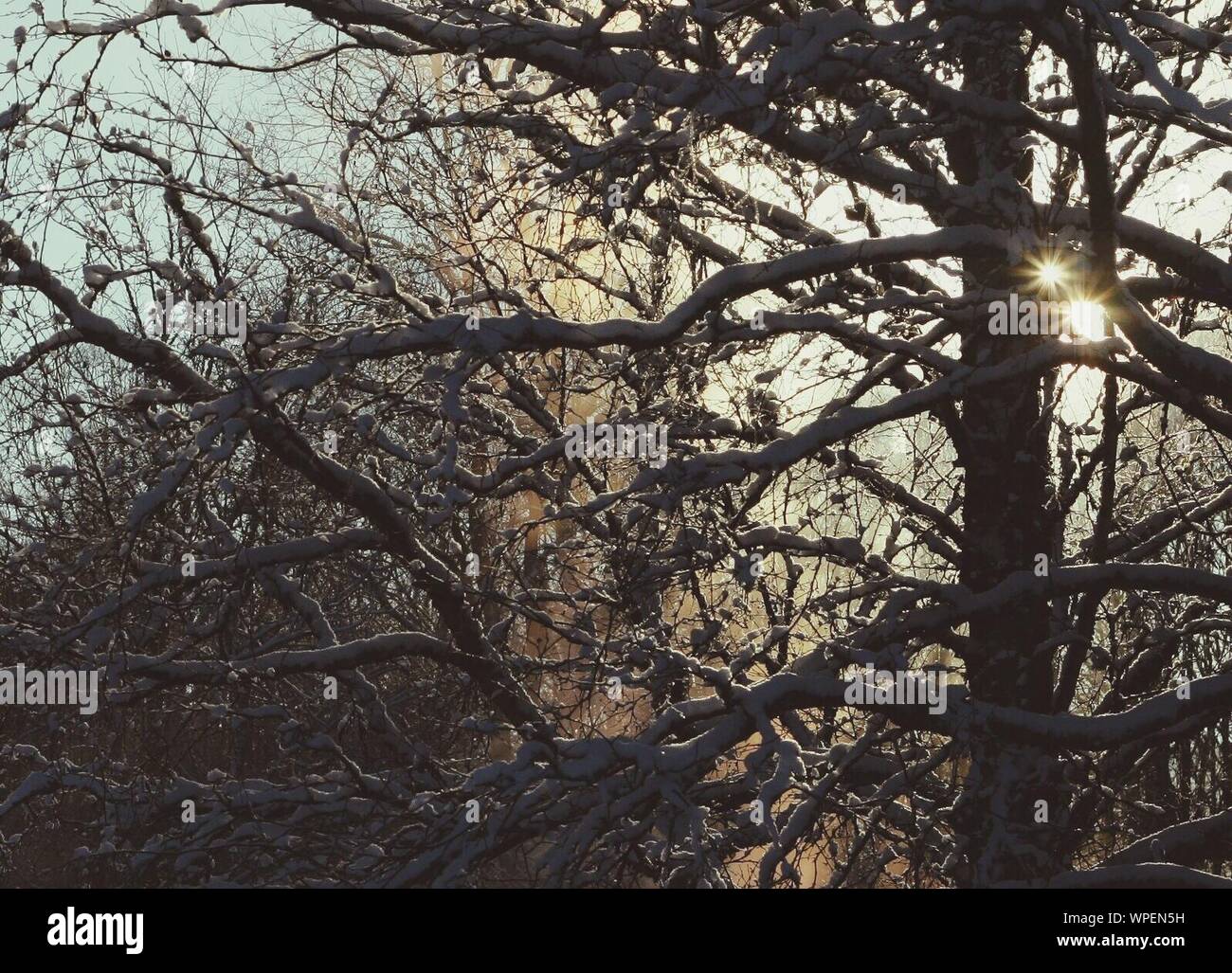 Sunlight shining through branches of tree hi-res stock photography and ...