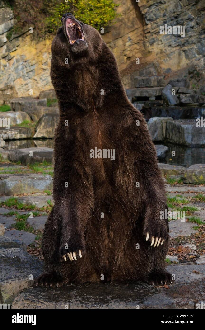 Brown Bear Standing