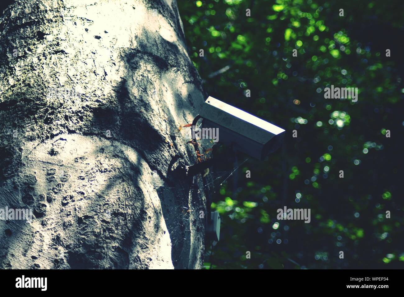 Tree mounted security camera hi-res stock photography and images - Alamy