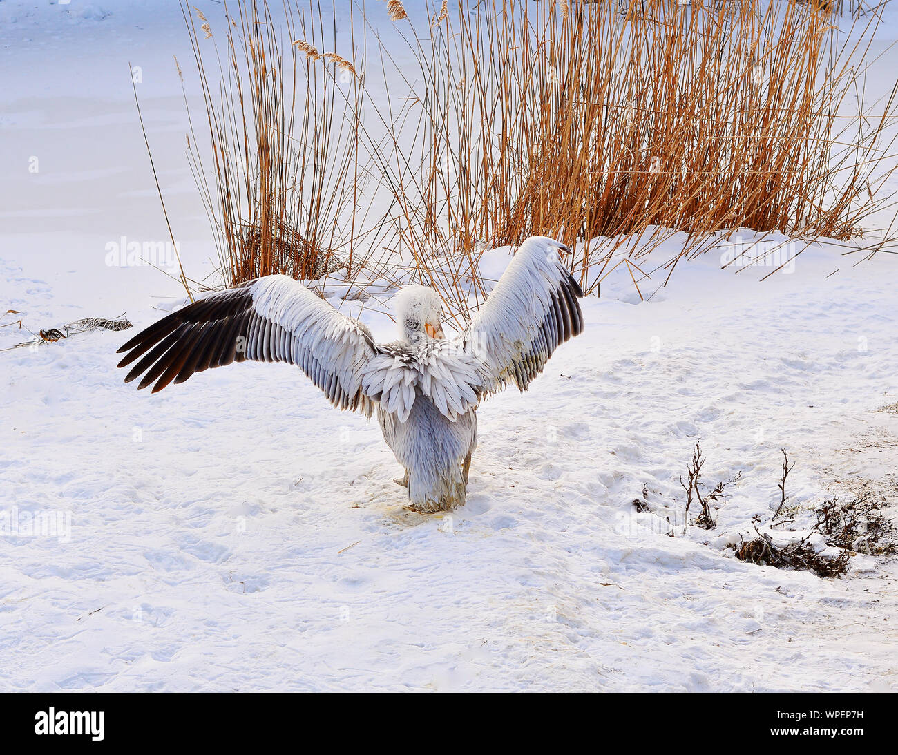 Wings in snow hi-res stock photography and images - Alamy