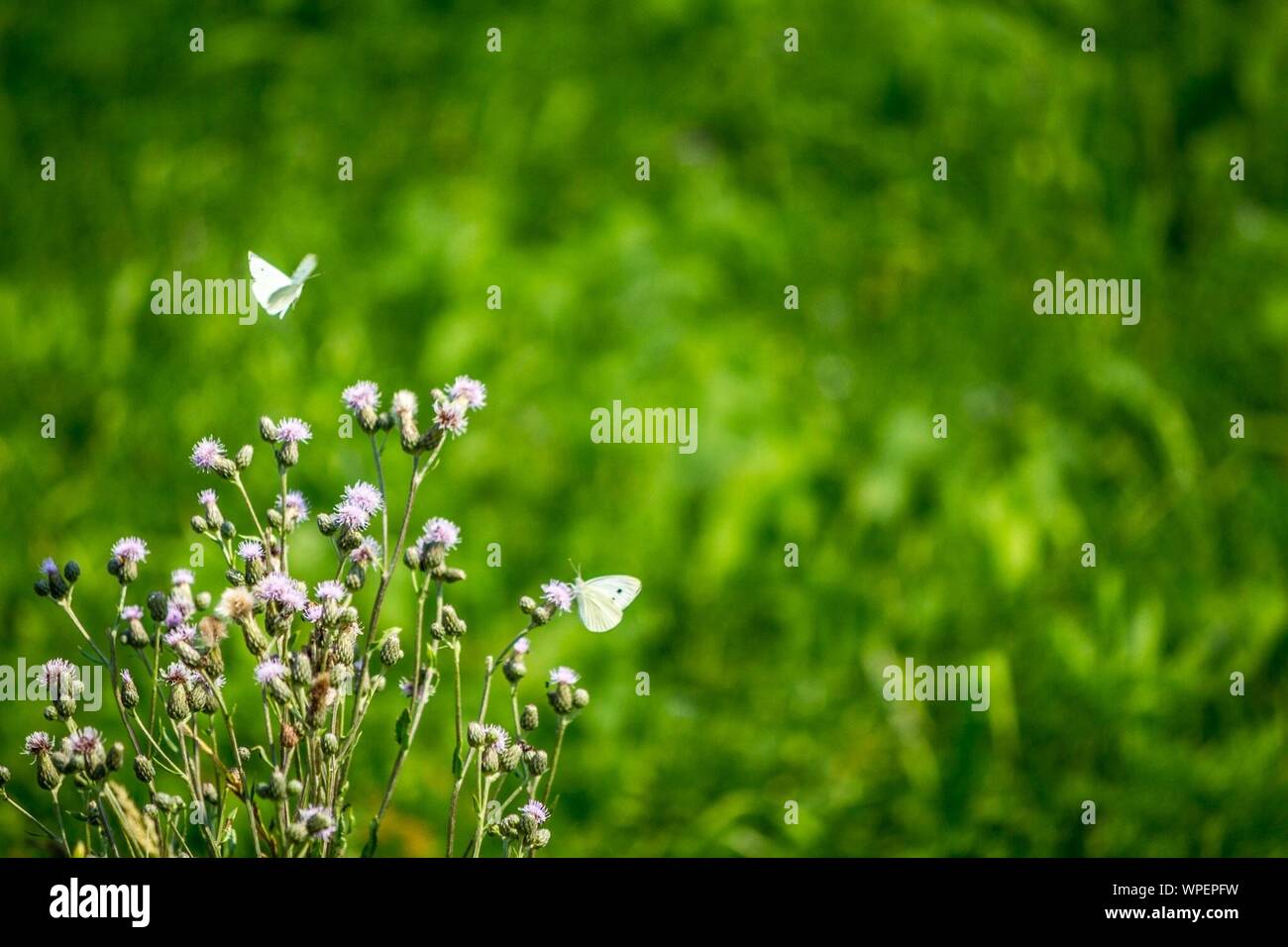 Butterfly Hovering Over Flowers High Resolution Stock Photography and ...