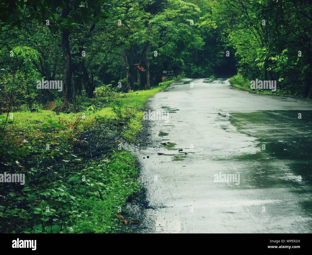 Road Passing Through Forest Stock Photo - Alamy