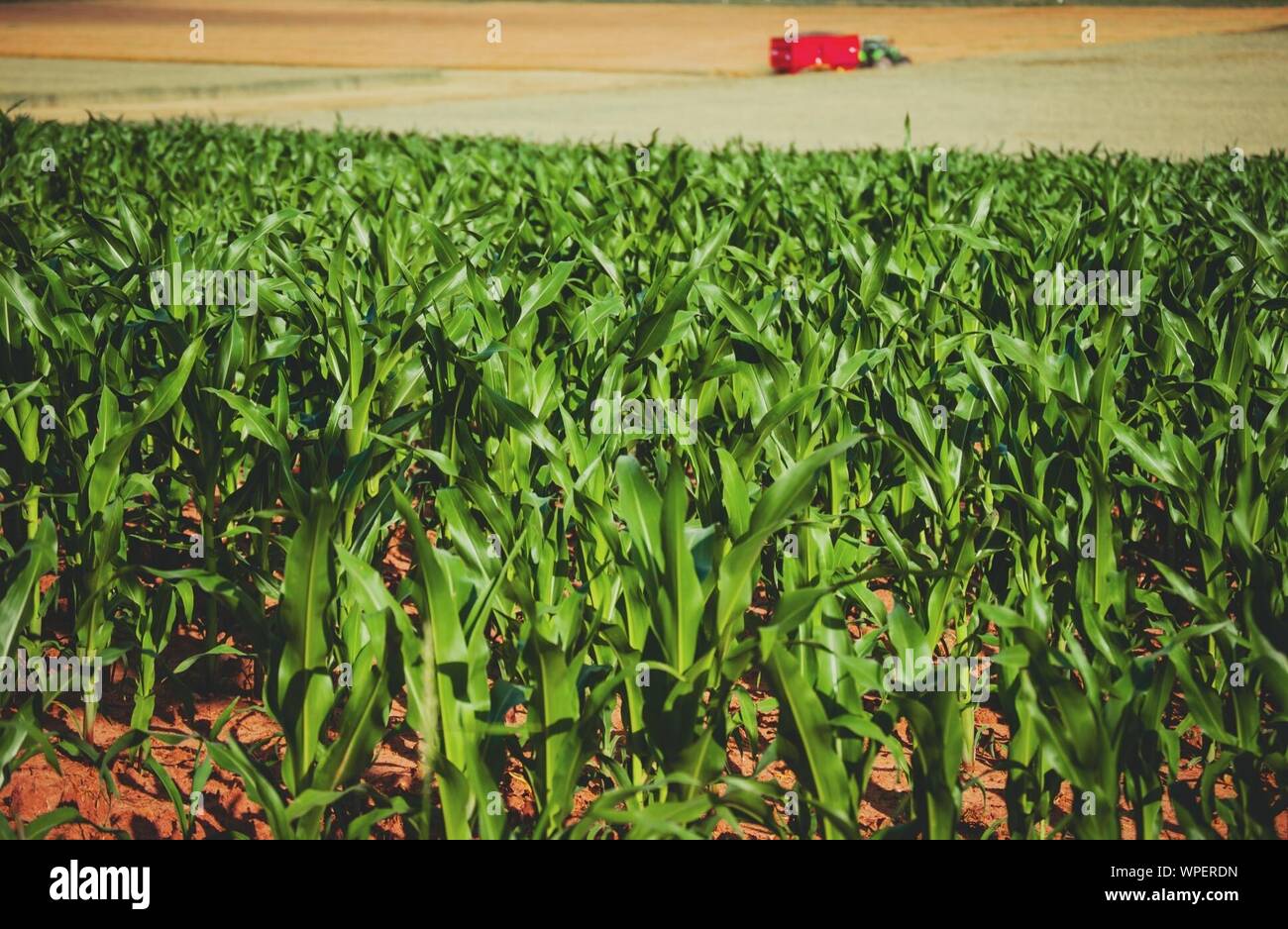 Growing corn crops hi-res stock photography and images - Alamy
