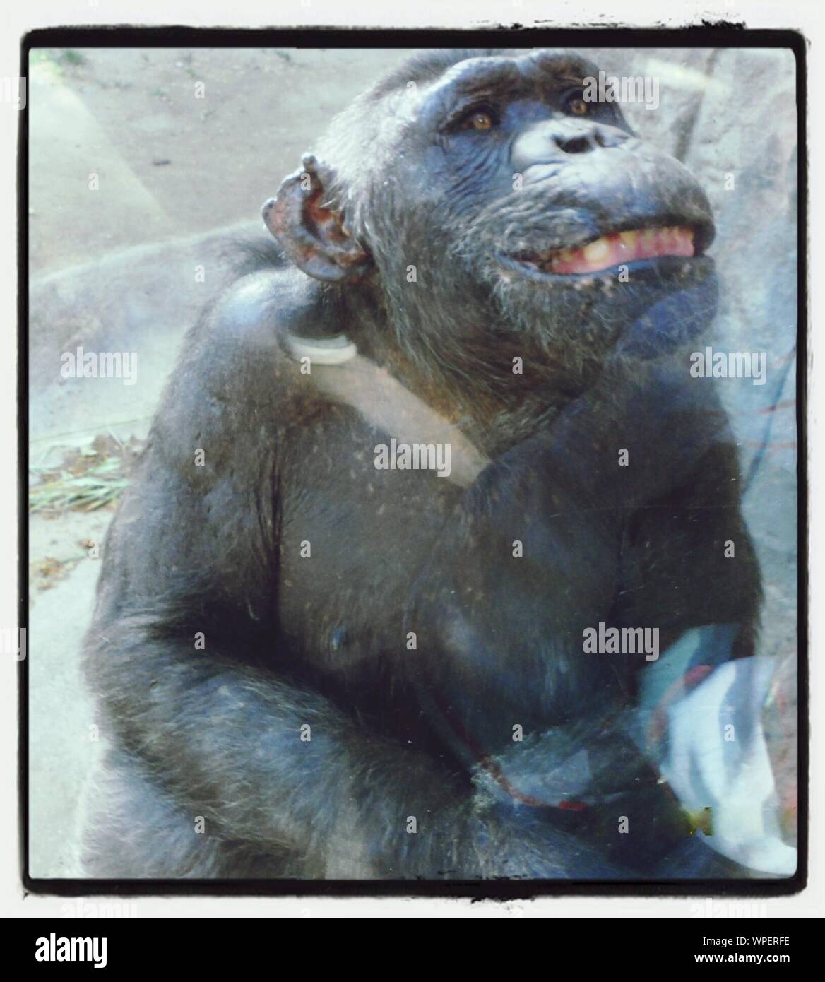 Ape in the zoo hi-res stock photography and images - Alamy