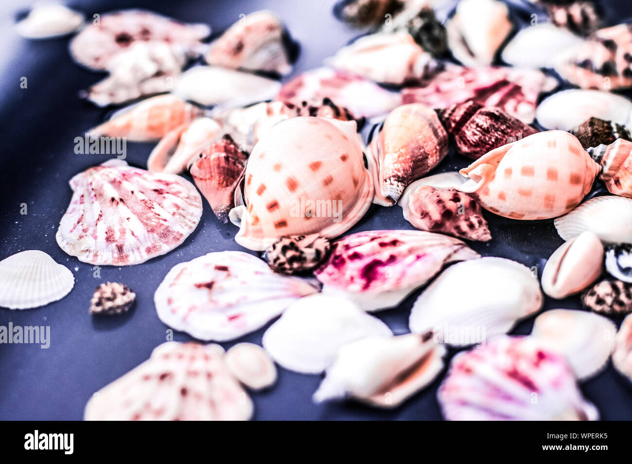 Ocean, nature texture and coastal vacation concept - Sea shell ...